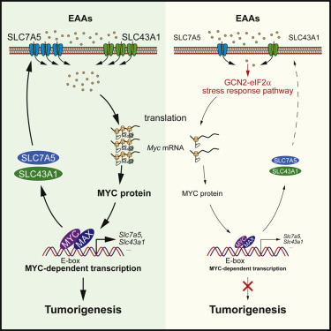 Oncogenic MYC Activates a Feedforward Regulatory Loop Promoting ...