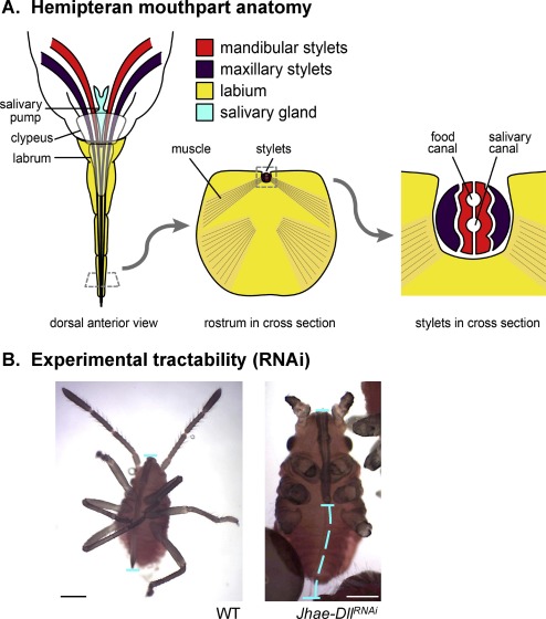 By land, air, and sea: hemipteran diversity through the genomic lens ...