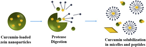 Tailoring zein nanoparticle functionality using biopolymer coatings ...