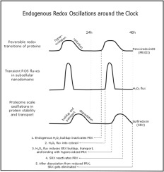 Redox clocks: Time to rethink redox interventions,Free Radical Biology ...