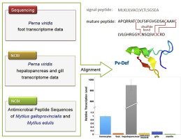 Identification and characterization of a novel defensin from Asian ...