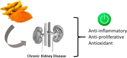 Curcumin - A promising nutritional strategy for chronic kidney disease ...