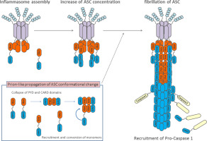 Single-Molecule Fluorescence Reveals the Oligomerization and Folding ...