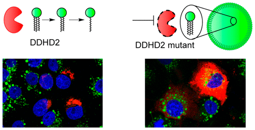 Functional Contribution of the Spastic Paraplegia-Related Triglyceride ...