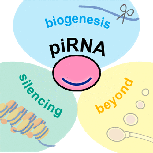PIWI-Interacting RNA in Drosophila: Biogenesis, Transposon Regulation ...
