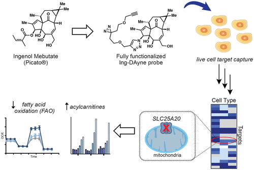Chemical Proteomics Identifies SLC25A20 as a Functional Target of the ...