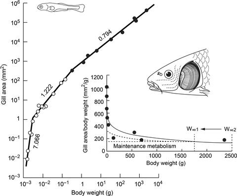 Sound physiological knowledge and principles in modeling shrinking of ...