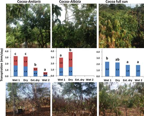 Cocoa agroforestry is less resilient to sub‐optimal and extreme climate ...