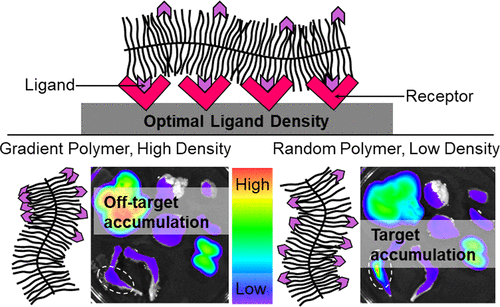 Multivalent Presentation of Peptide Targeting Groups Alters Polymer ...