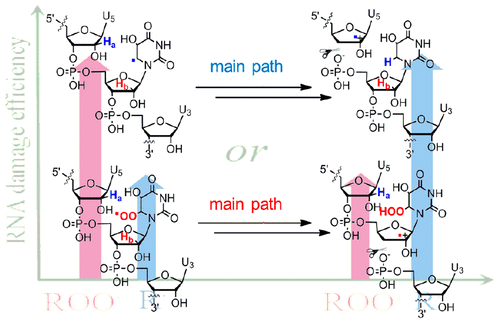 Theoretical Insights on the Inefficiency of RNA Oxidative Damage under ...