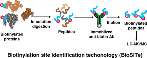 BioSITe: A Method for Direct Detection and Quantitation of Site ...