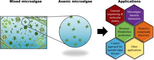 Axenic cultures for microalgal biotechnology: Establishment, assessment, maintenance, and ...