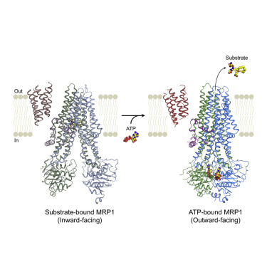 ATP结合使底物从多重耐药蛋白1中释放出来。,Cell - X-MOL
