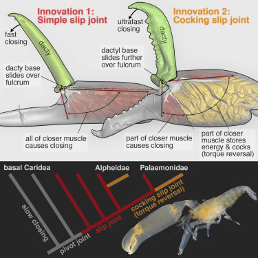 Parallel Saltational Evolution of Ultrafast Movements in Snapping ...
