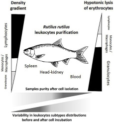 Procedures for leukocytes isolation from lymphoid tissues and ...