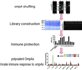 改组的多价 ompAs 疫苗的构建，免疫保护和先天免疫应答,Fish & Shellfish Immunology - X-MOL