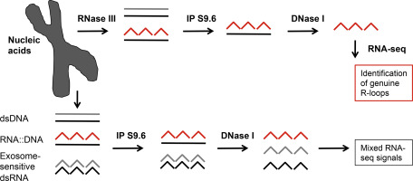 The Affinity of the S9.6 Antibody for Double-Stranded RNAs Impacts the Accurate Mapping of R ...