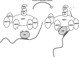 Tryptophan-Mediated Interactions between Tristetraprolin and the CNOT9 ...