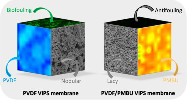 来自 PVDF/PMBU 混合物的两性离子双连续 VIPS 膜的受控设计，用于缓解复杂介质中的生物污垢,Journal of Membrane ...