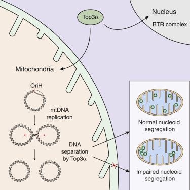 Topoisomerase 3α Is Required for Decatenation and Segregation of Human ...