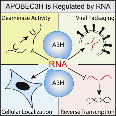 The Antiviral and Cancer Genomic DNA Deaminase APOBEC3H Is Regulated by ...