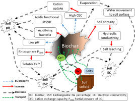 Biochar application for the remediation of salt-affected soils ...