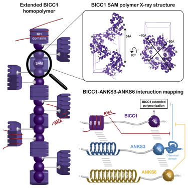 Crystal Structure of Bicc1 SAM Polymer and Mapping of Interactions ...