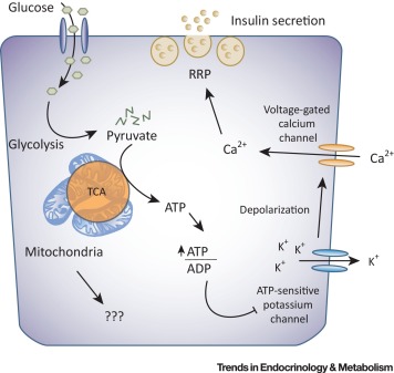 AMPK and Friends: Central Regulators of β Cell Biology,Trends in Endocrinology & Metabolism - X-MOL