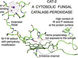 Structure, kinetics, molecular and redox properties of a cytosolic and developmentally regulated ...