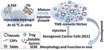 Engineering a Tumor Microenvironment‐Mimetic Niche for Tissue ...
