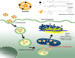 Dequalinium-based functional nanosomes show increased mitochondria ...
