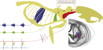 Intraspinal microstimulation for respiratory muscle activation ...