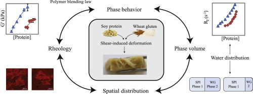 The phase properties of soy protein and wheat gluten in a blend for ...