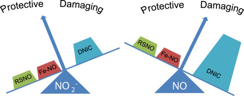Differential mitochondrial dinitrosyliron complex formation by nitrite ...