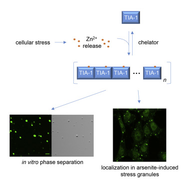 TIA-1 Self-Multimerization, Phase Separation, and Recruitment into ...