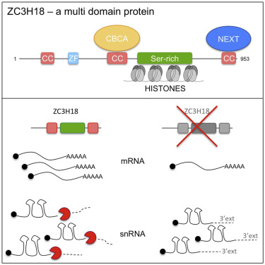 Characterizing ZC3H18, a Multi-domain Protein at the Interface of RNA ...
