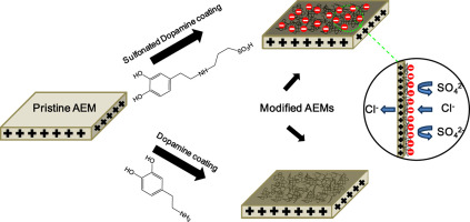 Mussel-inspired Sulfonated Polydopamine Coating on Anion Exchange ...