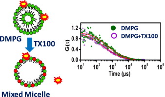 生物碱药物与DMPG脂质体膜的不同相互作用行为随脂质相态的变化：非离子表面活性剂诱导的脂质溶解,Journal of Molecular ...