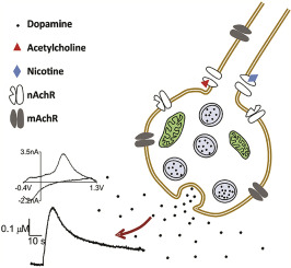 Nicotinic acetylcholine receptor (nAChR) mediated dopamine release in ...