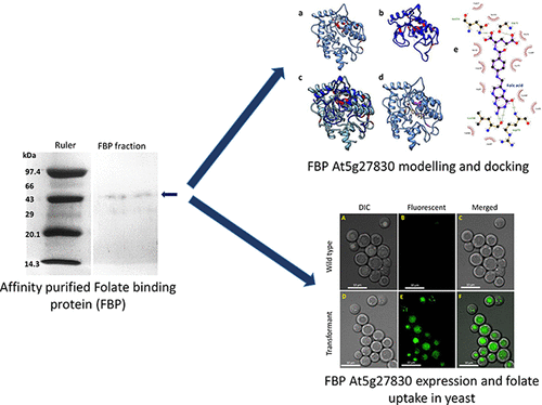 Novel Folate Binding Protein in Arabidopsis Expressed during Salicylic ...