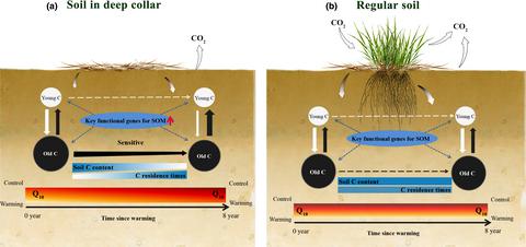 Temperature sensitivity of soil organic carbon decomposition increased ...