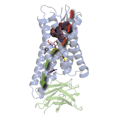 Structure of the Nanobody-Stabilized Active State of the Kappa Opioid ...