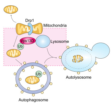 Vps13D Encodes a Ubiquitin-Binding Protein that Is Required for the ...