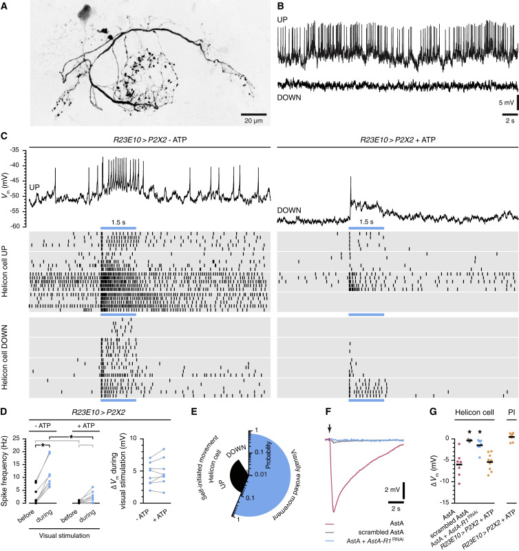 Recurrent Circuitry for Balancing Sleep Need and Sleep.,Neuron - X-MOL