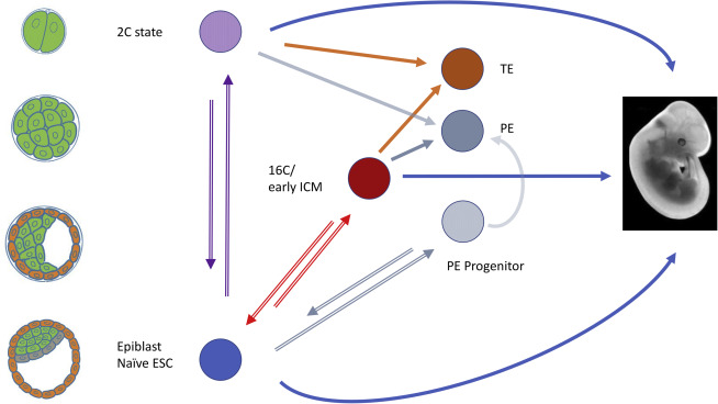 Capturing Totipotent Stem Cells.,Cell Stem Cell - X-MOL