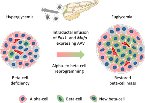Alpha to Beta Cell Reprogramming: Stepping toward a New Treatment for ...