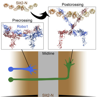 Robo1 形成紧凑的二聚体的二聚体组装。,Structure - X-MOL