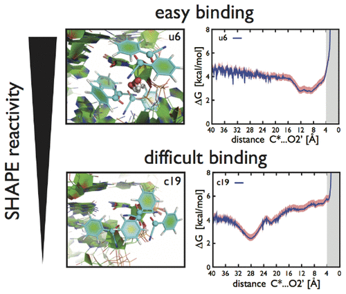 Molecular Dynamics Simulations Reveal an Interplay between SHAPE ...
