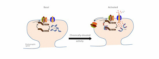 Ca2 + /钙调蛋白与PSD-95的结合介导稳态突触按比例缩小。,The EMBO Journal - X-MOL