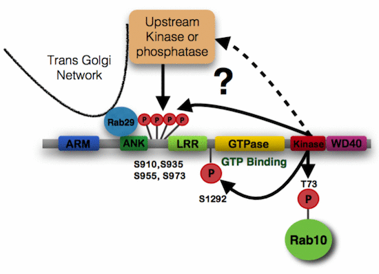 Rab29 activation of the Parkinson's disease-associated LRRK2 kinase ...